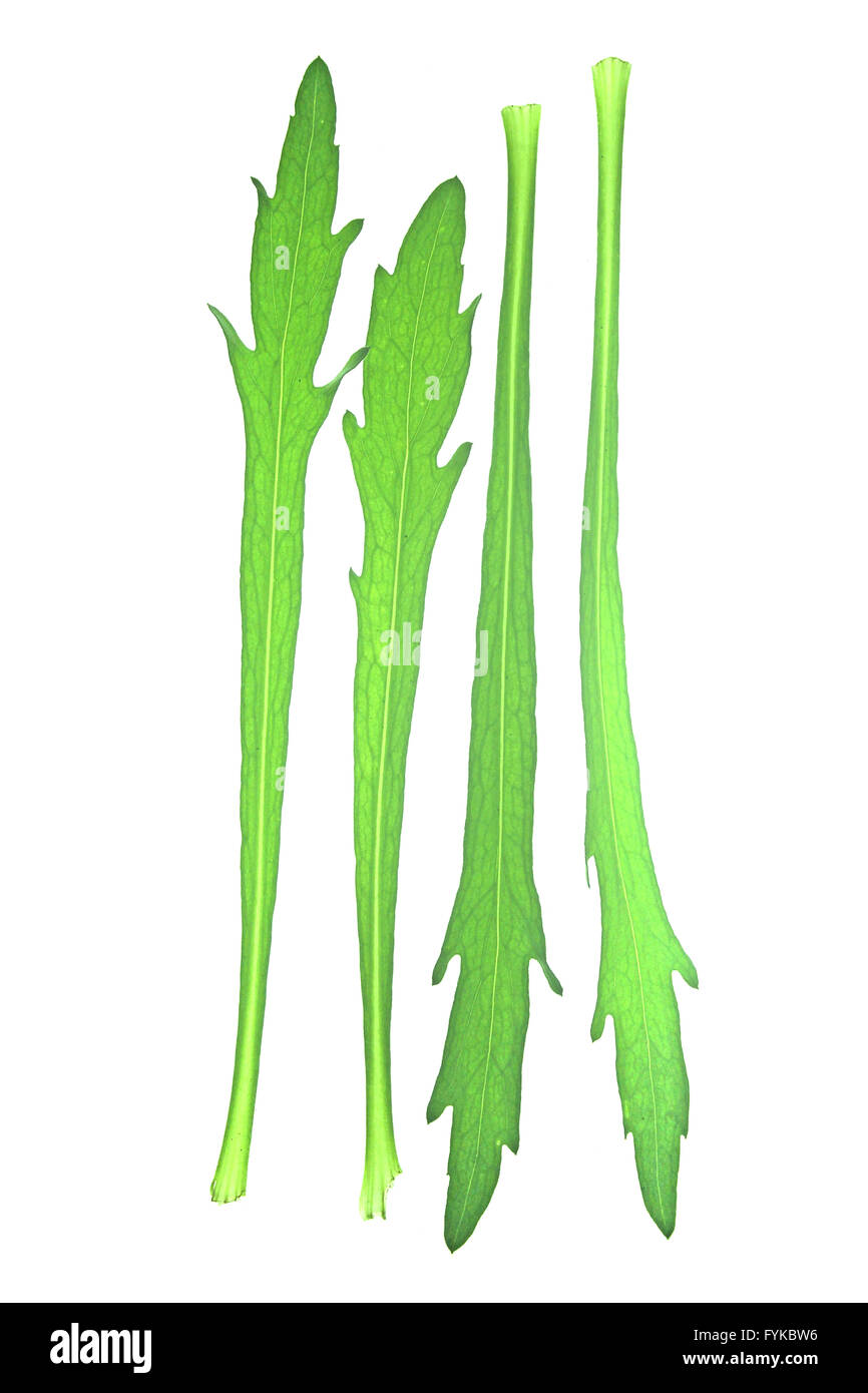 Oxeye Daisy Leaves Stock Photo - Alamy