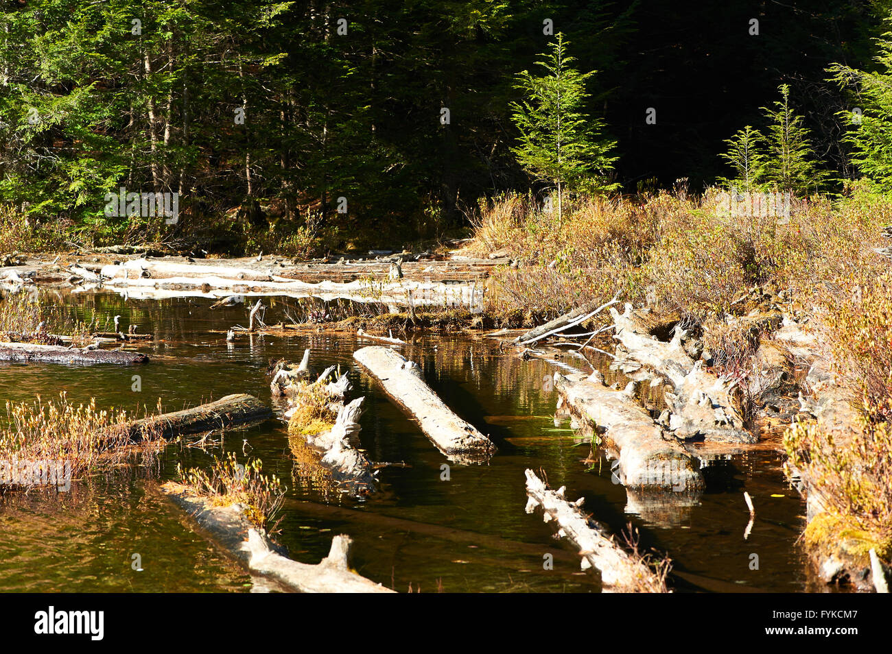Pond in White Mountain National Forest, New Hampshire Stock Photo - Alamy