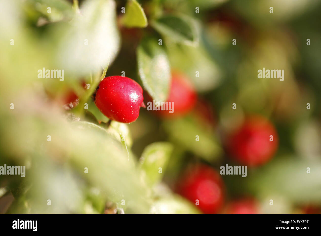 Blur berries hi-res stock photography and images - Alamy