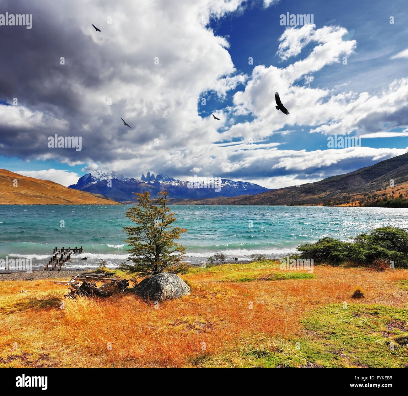High in the sky flying a huge Andean condor Stock Photo - Alamy