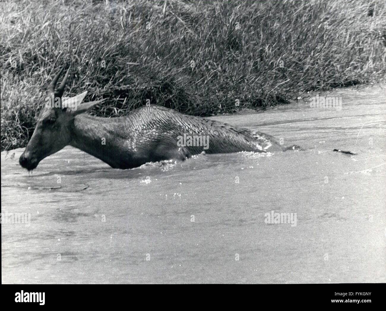 1963 - Water Buffalo Ox escapes crocodile africa (Credit Image ...