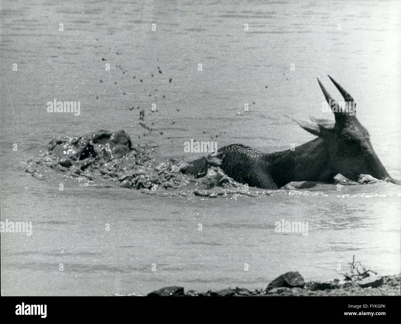 1963 - Water Buffalo Ox escapes crocodile africa (Credit Image ...