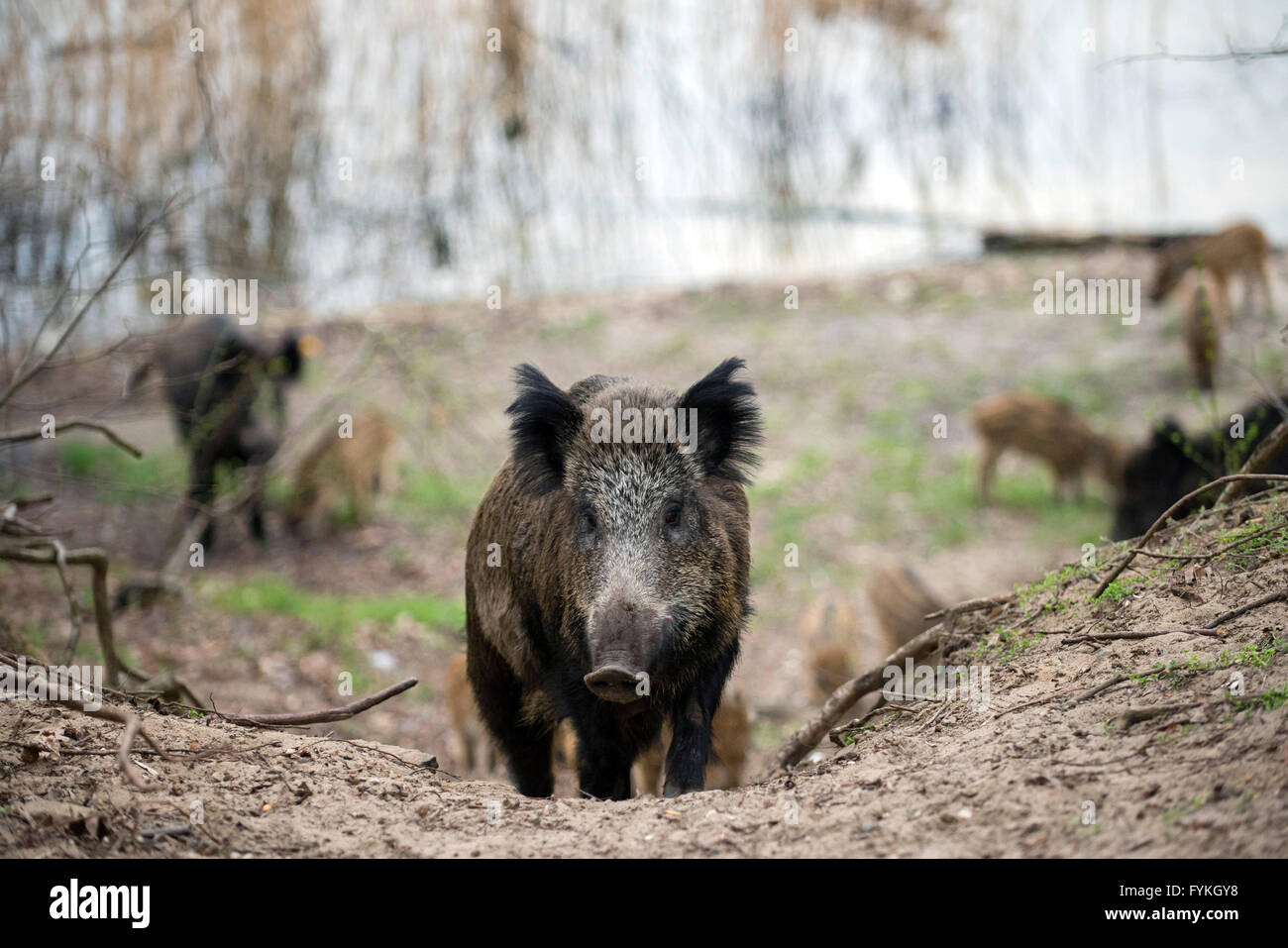 Berlin, Germany. 5th Apr, 2016. Wild boars in a forest borough of Tegel ...