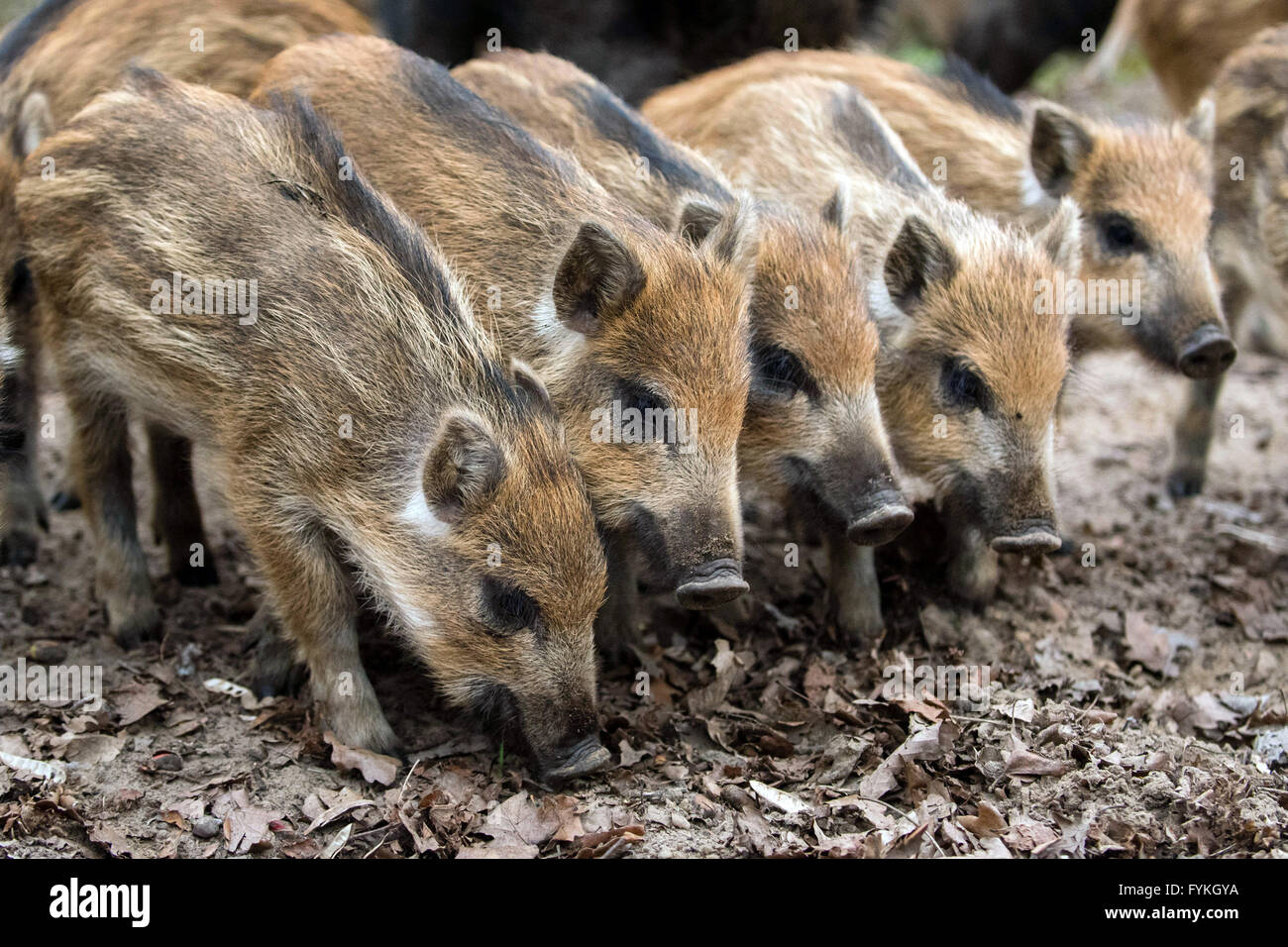 Berlin, Germany. 5th Apr, 2016. Wild boars in a forest borough of Tegel ...