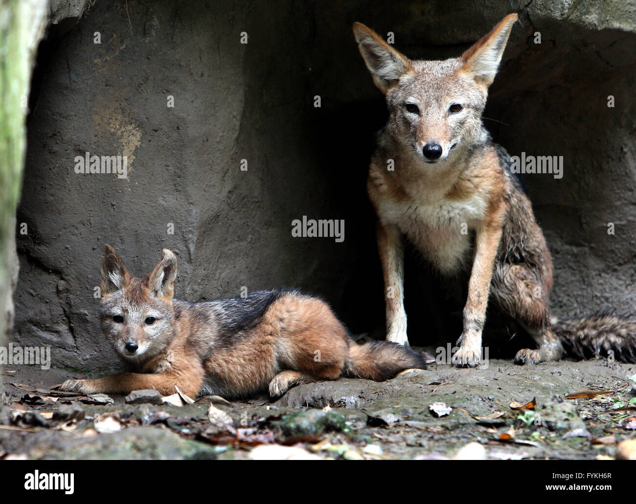 Shanghai, China. 27th Apr, 2016. A black-backed jackal cub stays with ...