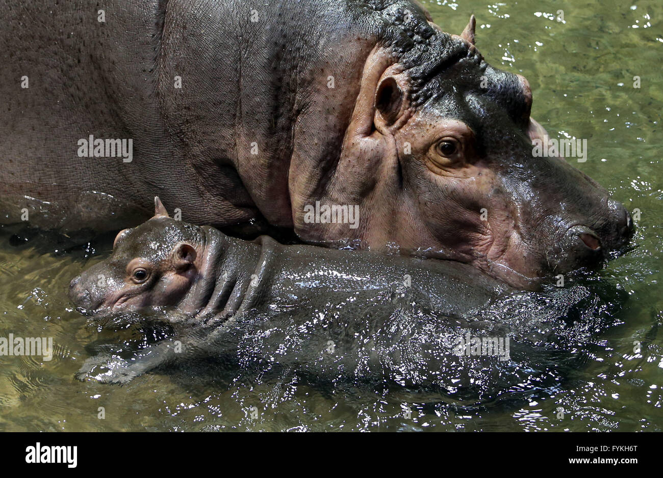 Shanghai, China. 27th Apr, 2016. A hippo cub stays with its mother at ...