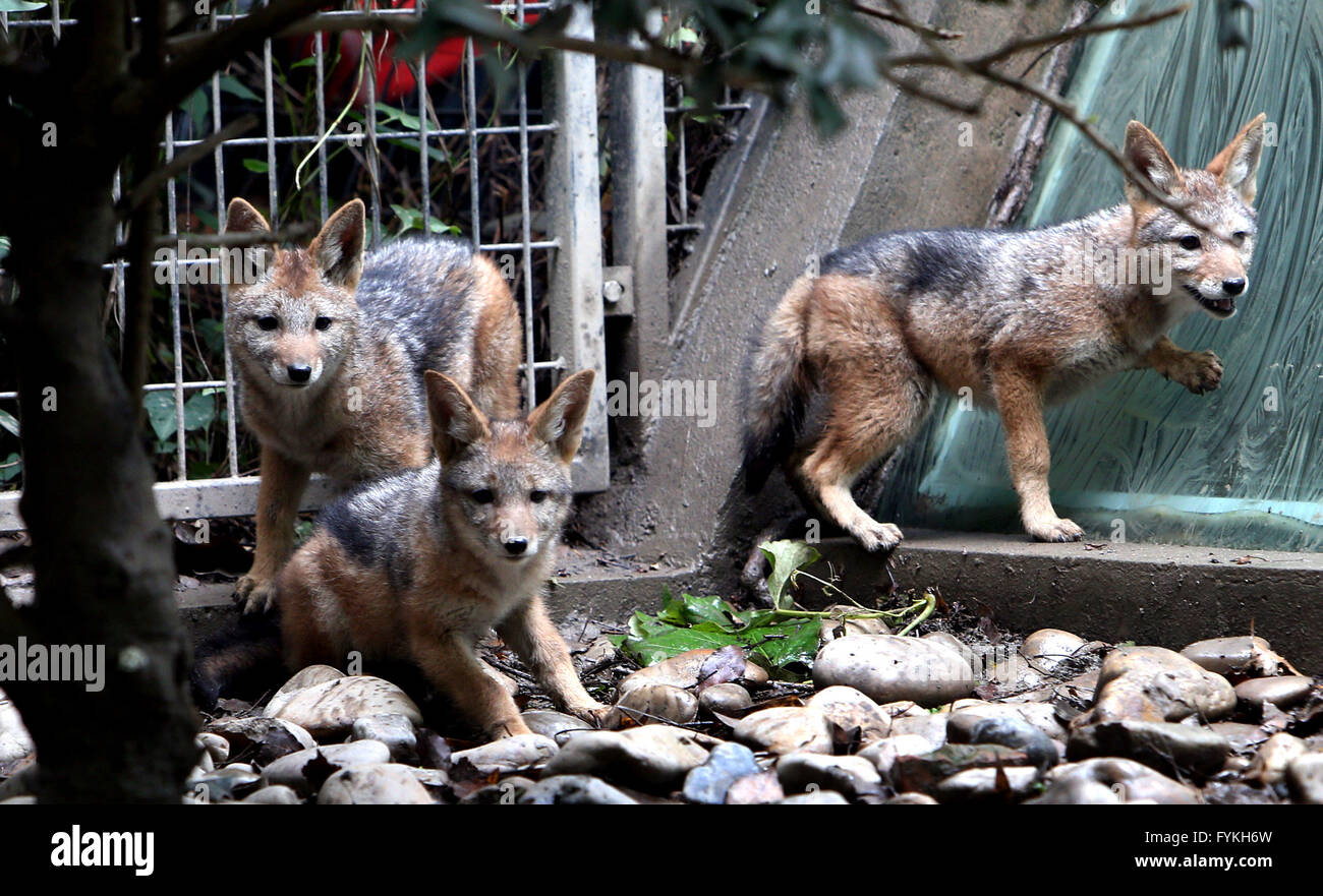 Shanghai, China. 27th Apr, 2016. Black-backed jackal cubs frolic at ...
