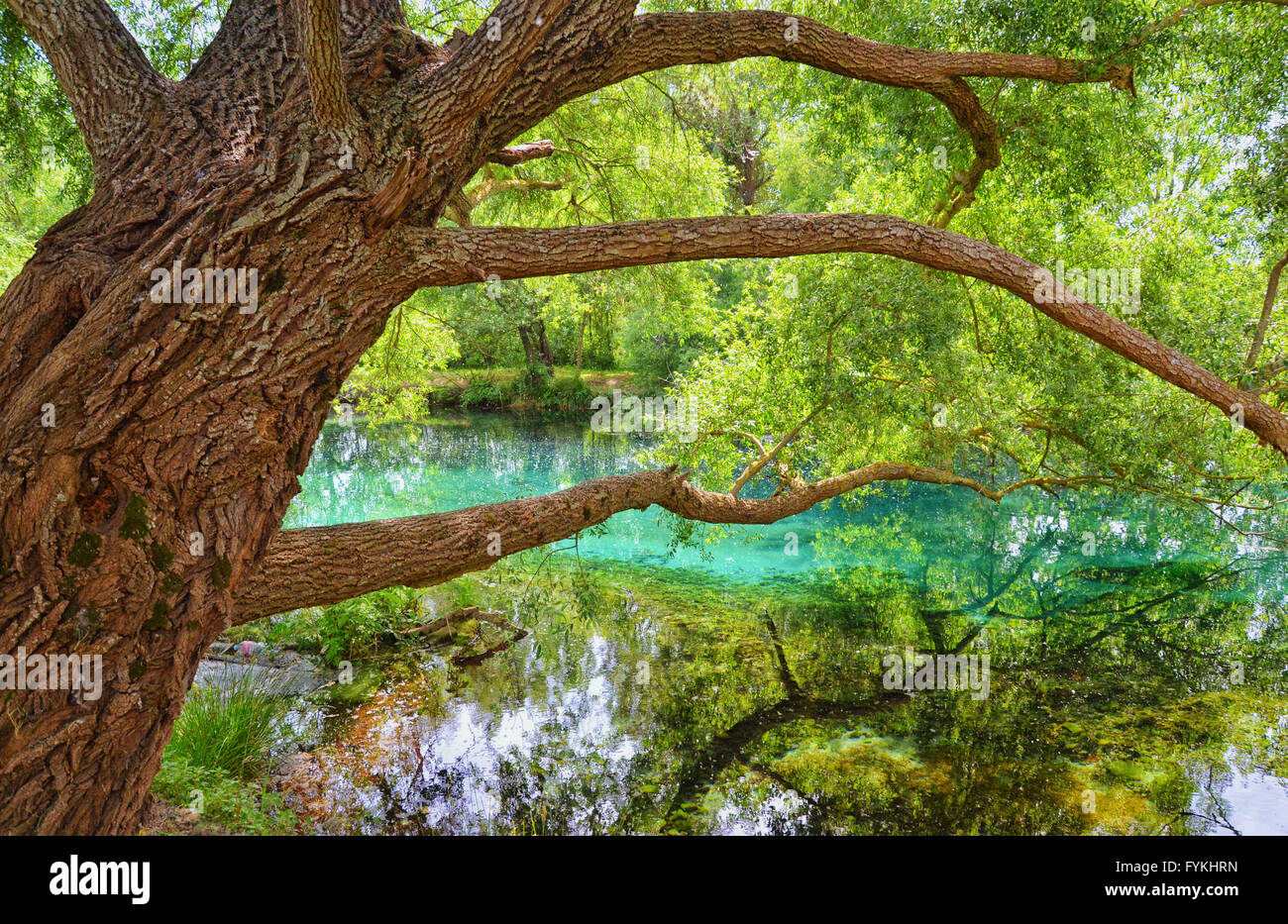 Tree by the River Stock Photo - Alamy
