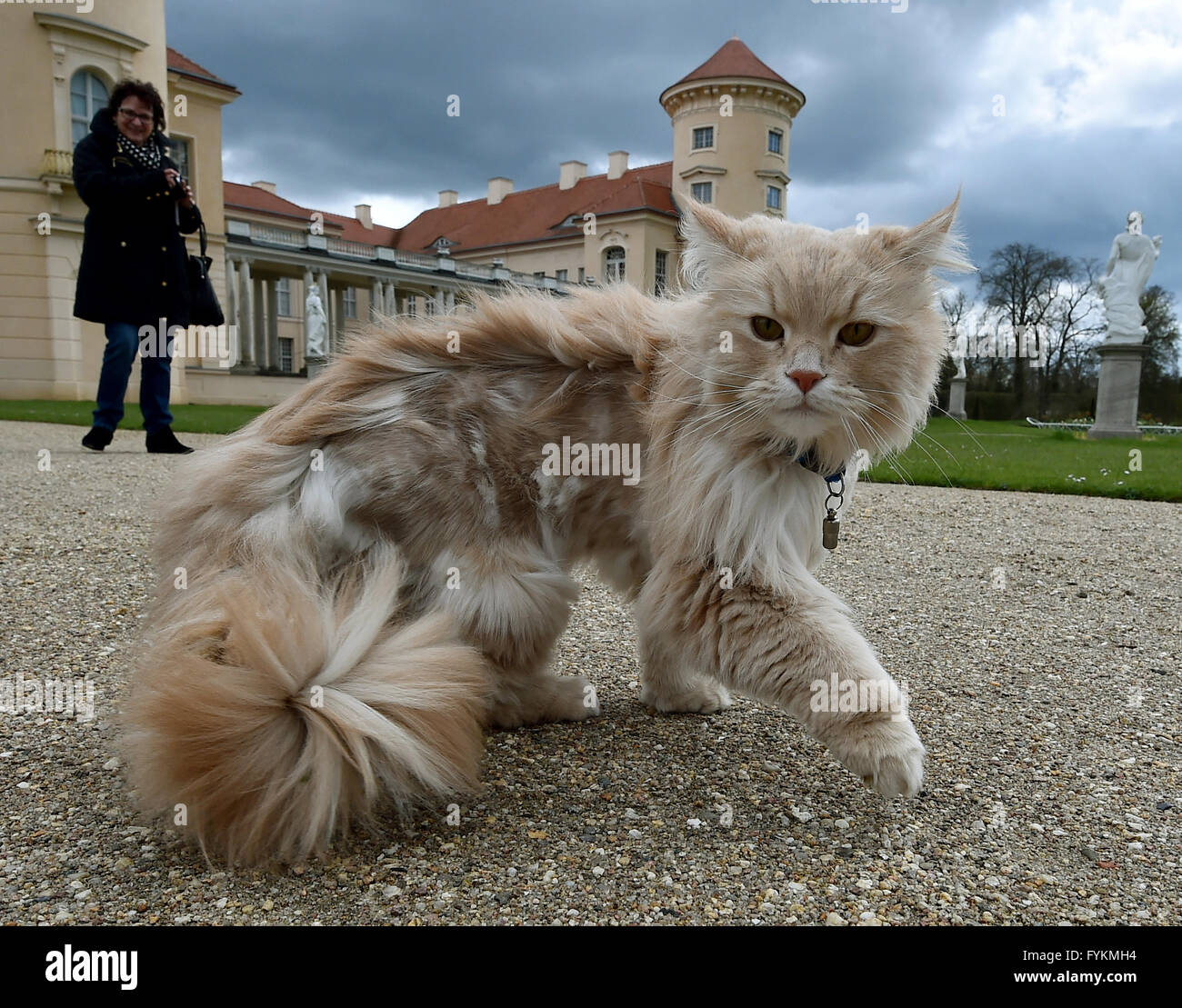 Palace cat Sheldon meanders across the palace premises in Rheinsberg ...