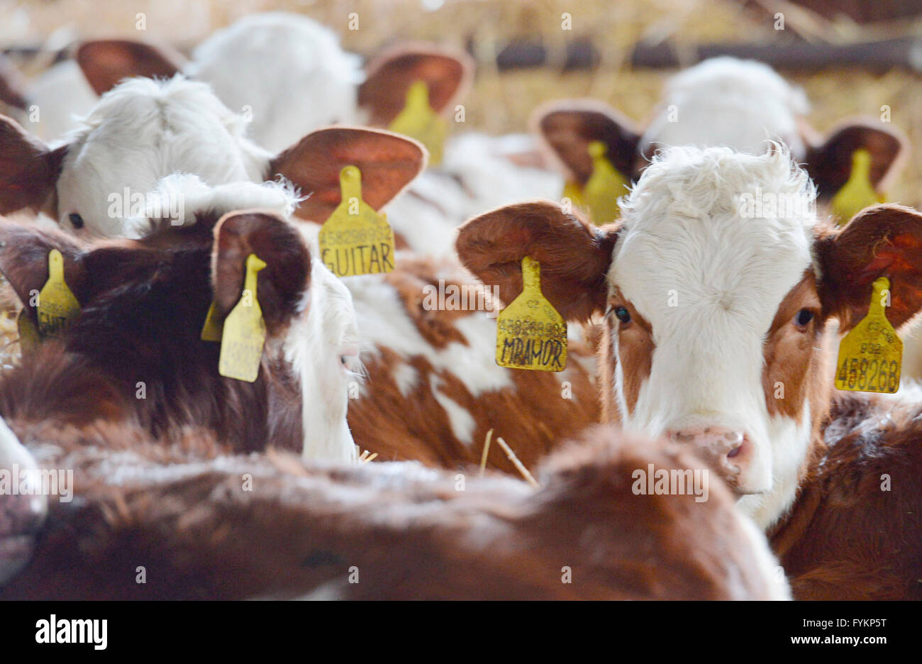 The cows are out hi-res stock photography and images - Alamy