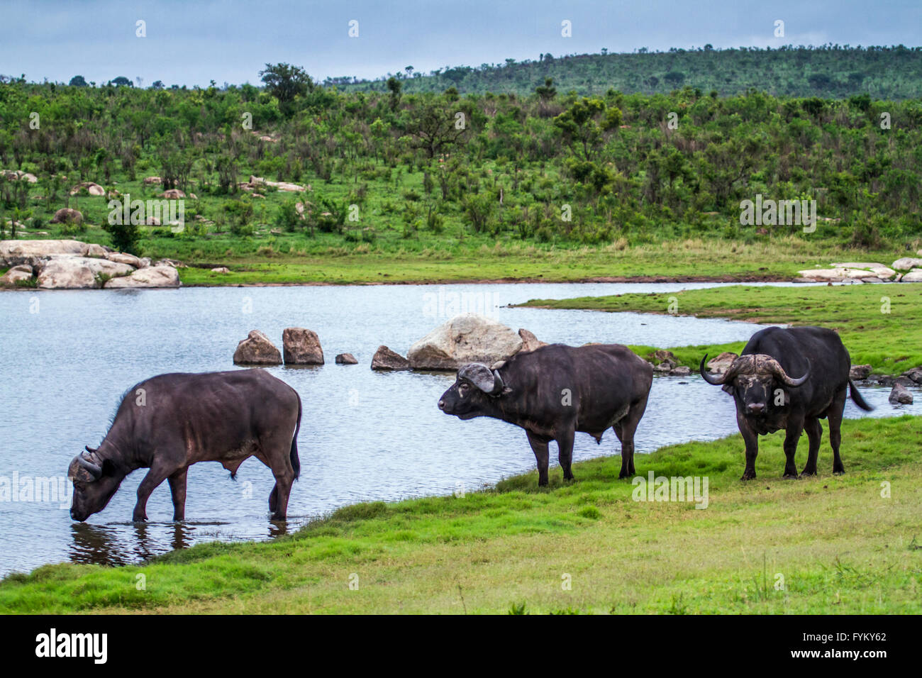 African wild buffalo in Kruger national park, South Africa ; Specie ...
