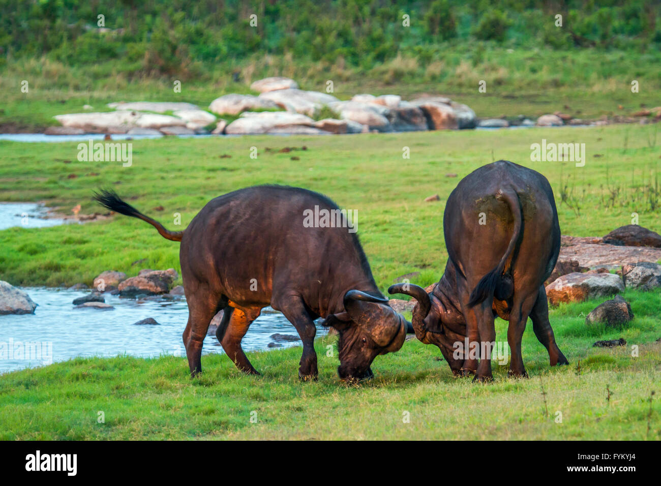 African wild buffalo in Kruger national park, South Africa ; Specie ...
