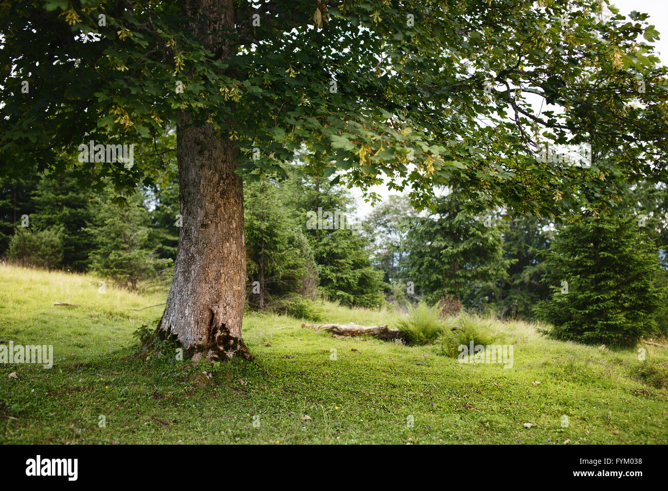 Tree summer green hi-res stock photography and images - Alamy