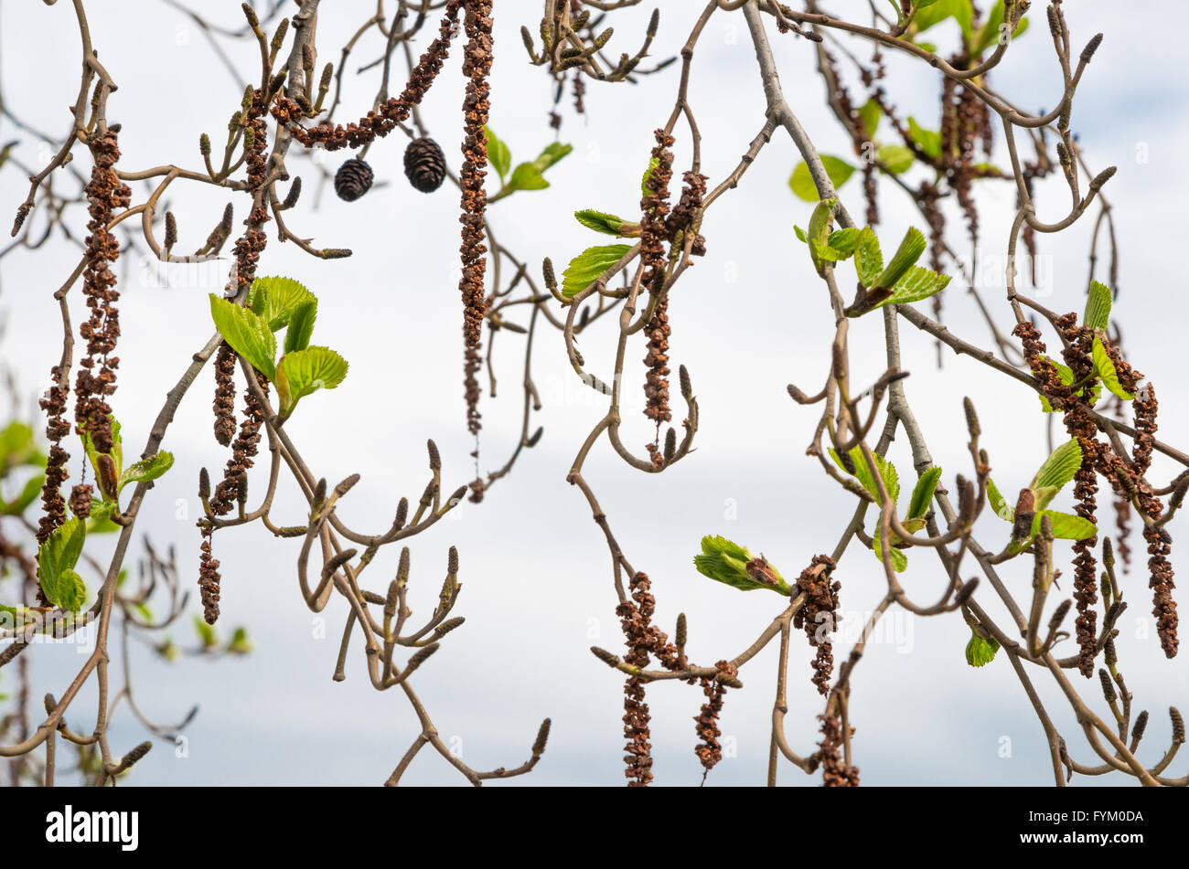 Alder branches with buds and leaves on a sky background. Spring theme ...