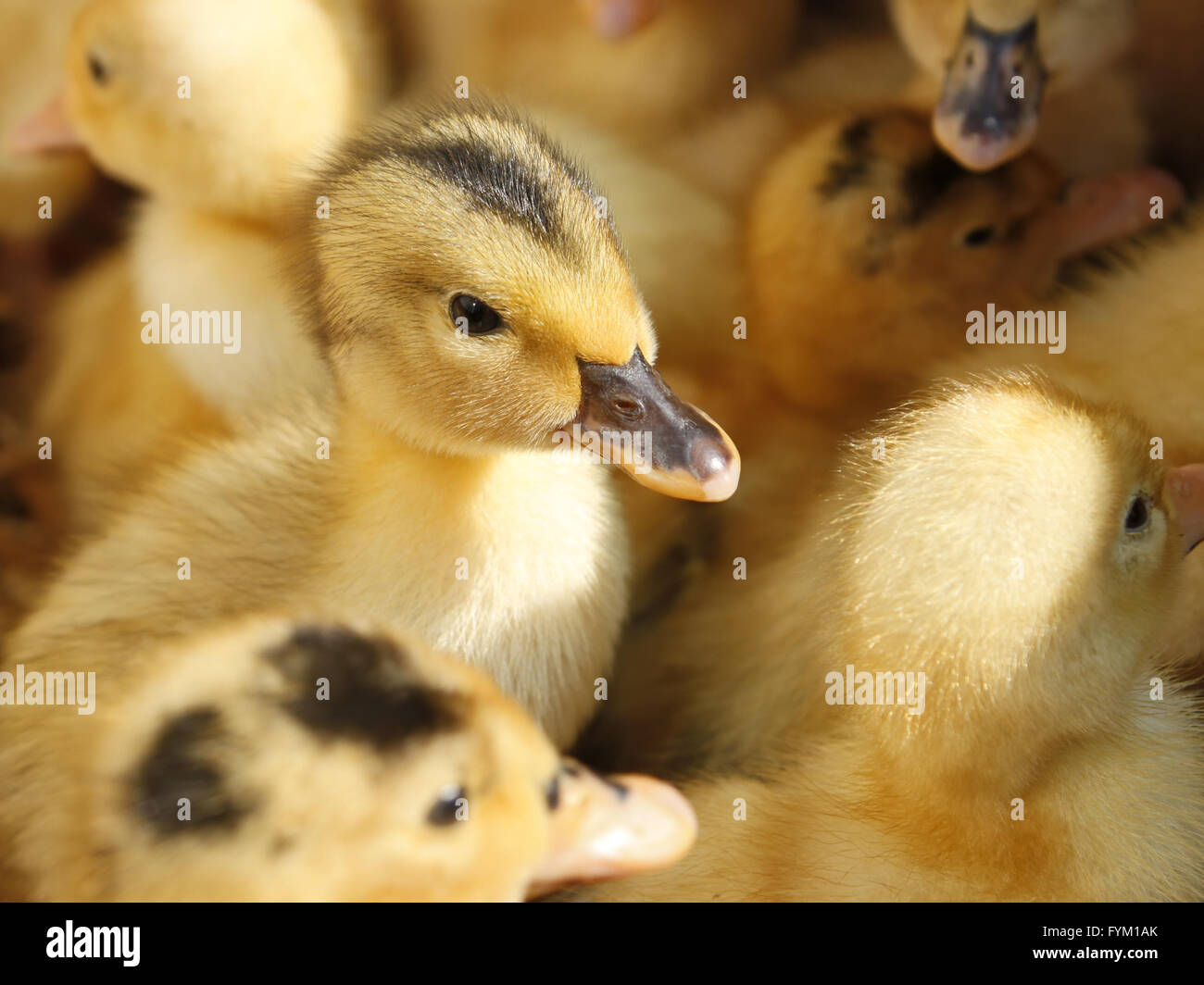 Ducklings in spring hi-res stock photography and images - Alamy