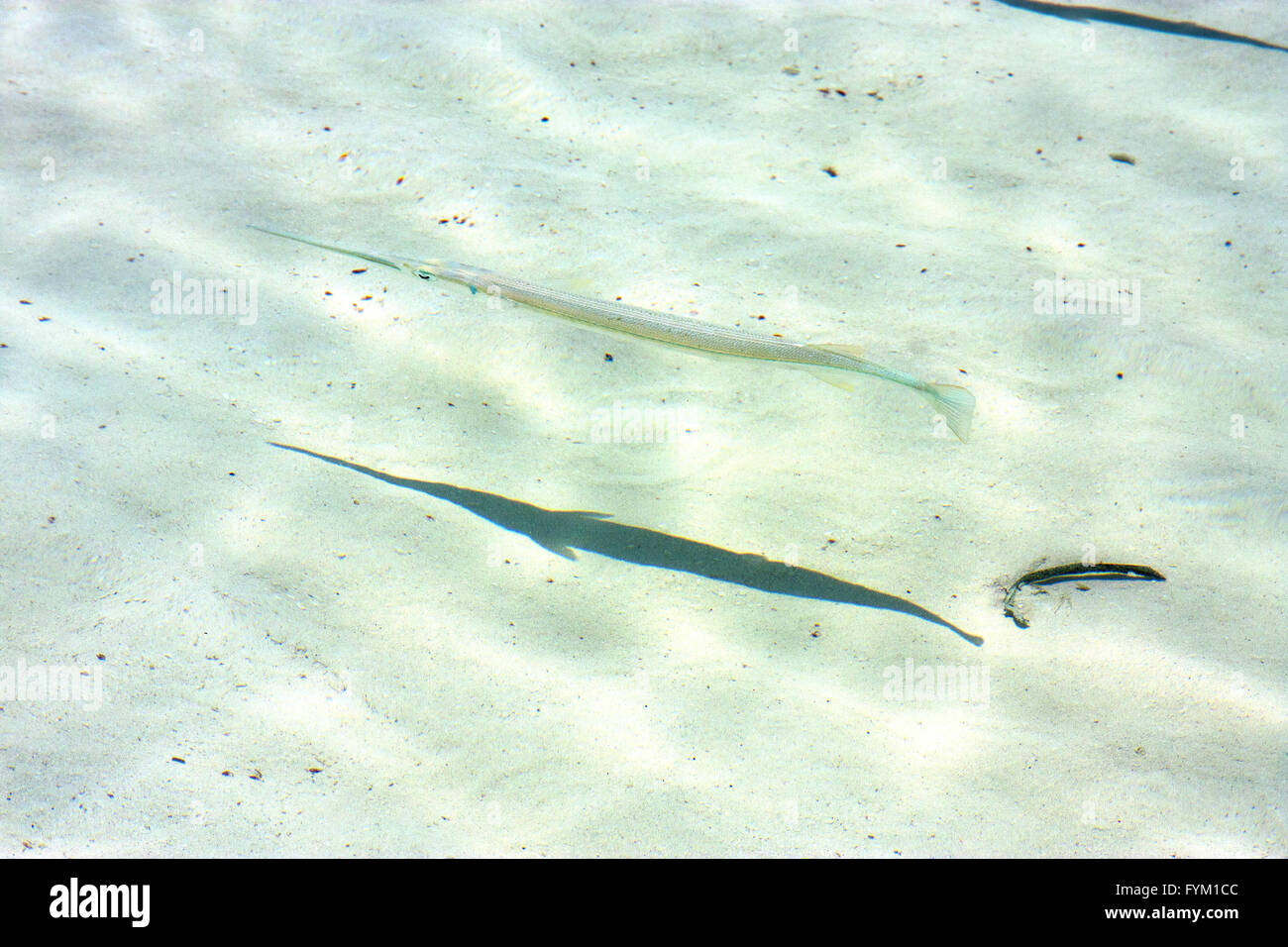 fish isla contoy in mexico froath and foam wave Stock Photo - Alamy