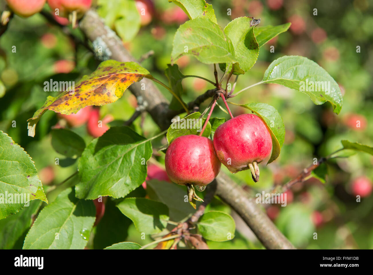 Two red apples on apple tree branch in summer Stock Photo - Alamy