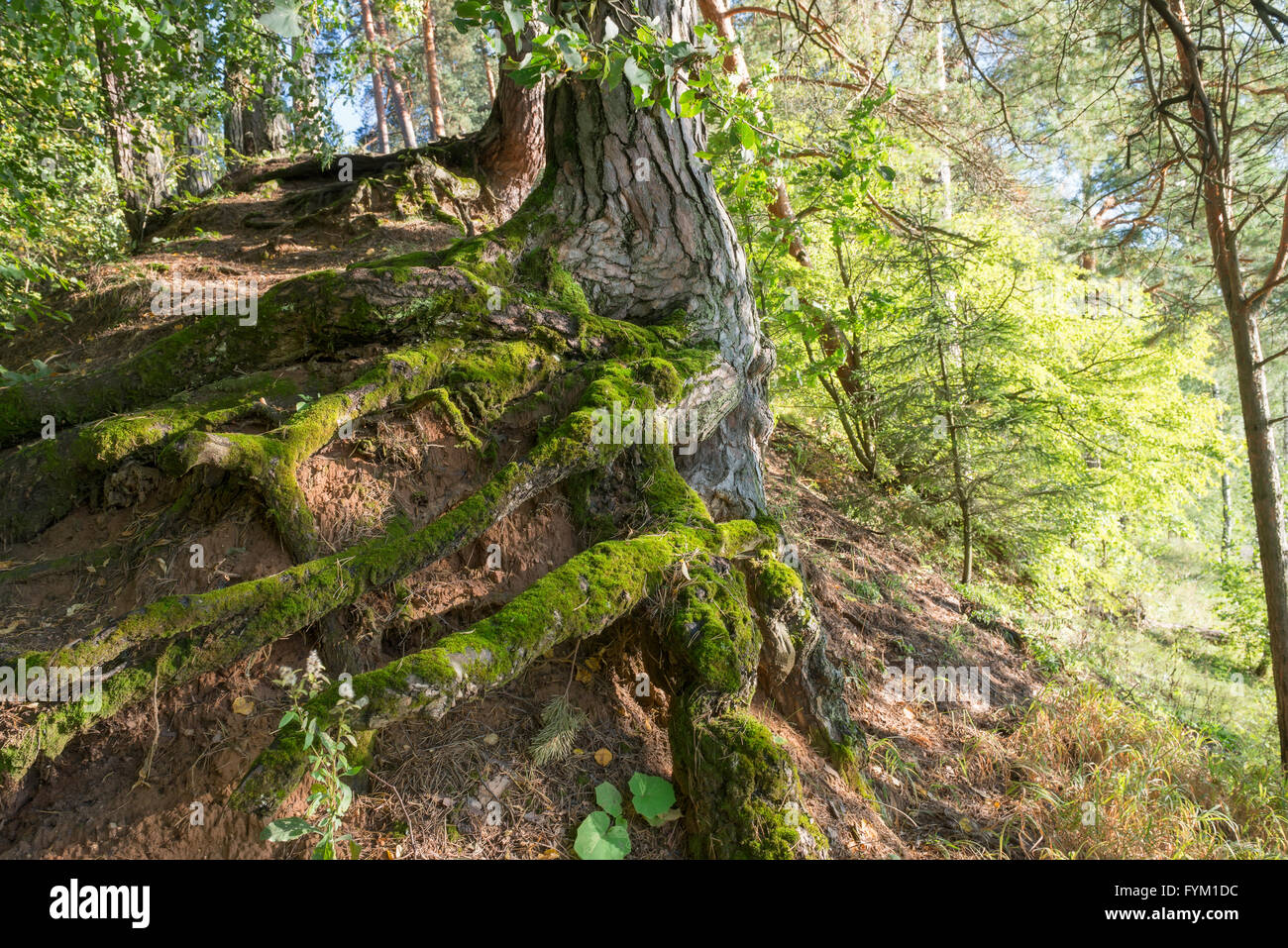 The root system of an old pine forest on the hillside Stock Photo - Alamy