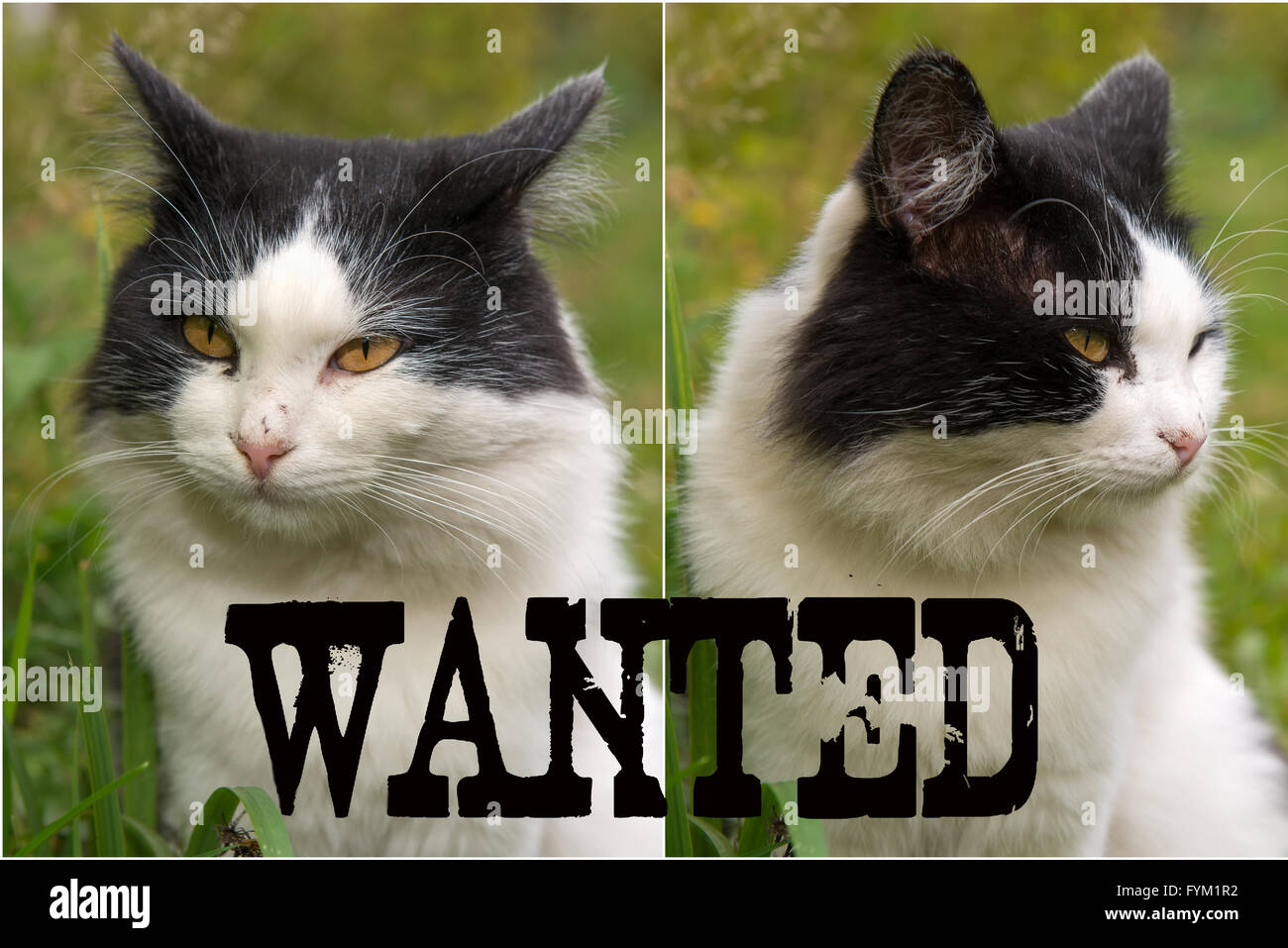 Wanted Cat broken the law Stock Photo - Alamy