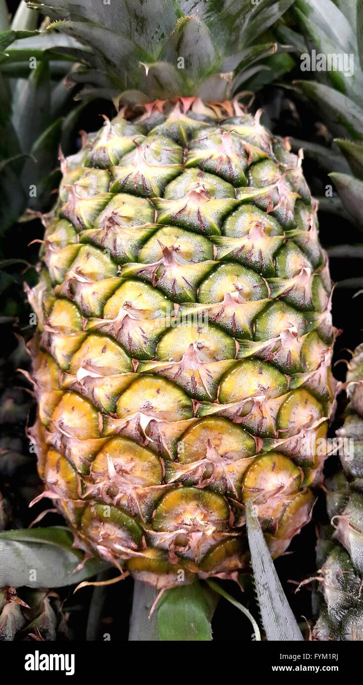 Pineapple stalk hi-res stock photography and images - Alamy