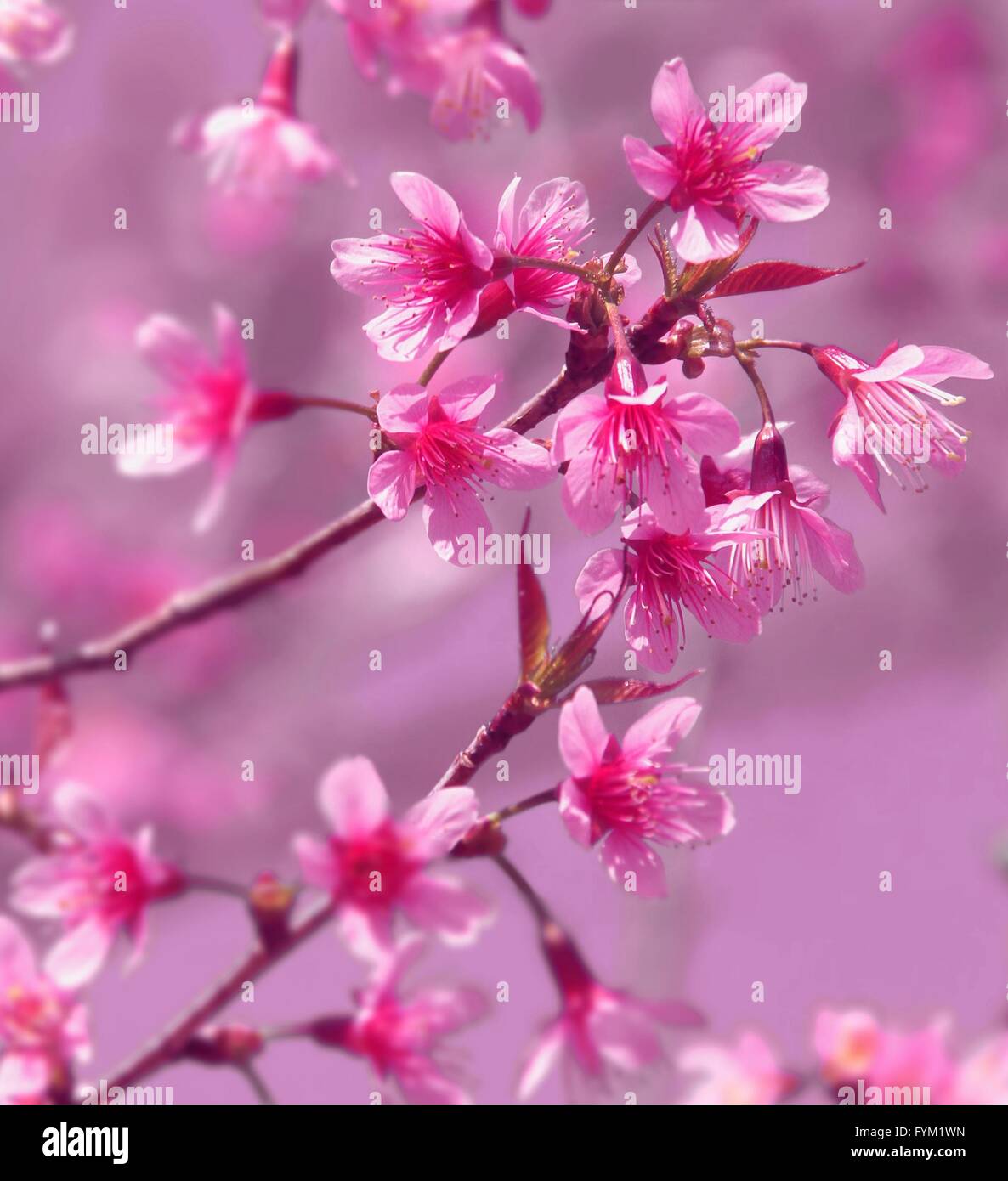 Branches of pink Wild Himalayan Cherry flowers at Chiang Mai, Thailand ...