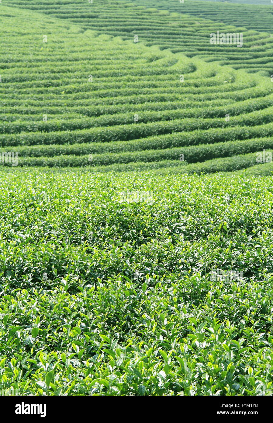 Beautiful fresh green tea plantation at Chiang Rai, Thailand Stock ...
