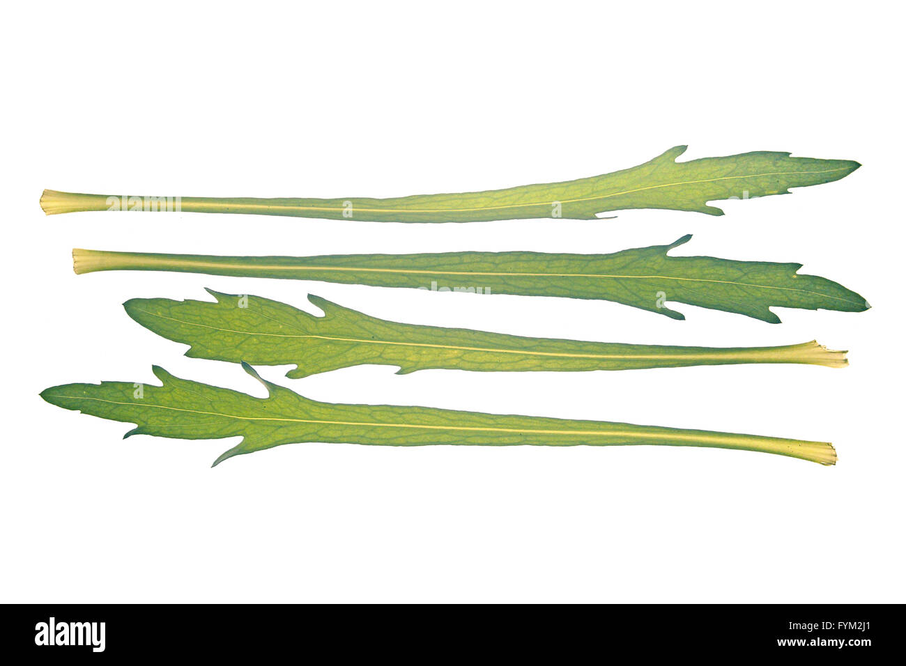 Oxeye Daisy Leaves Stock Photo - Alamy