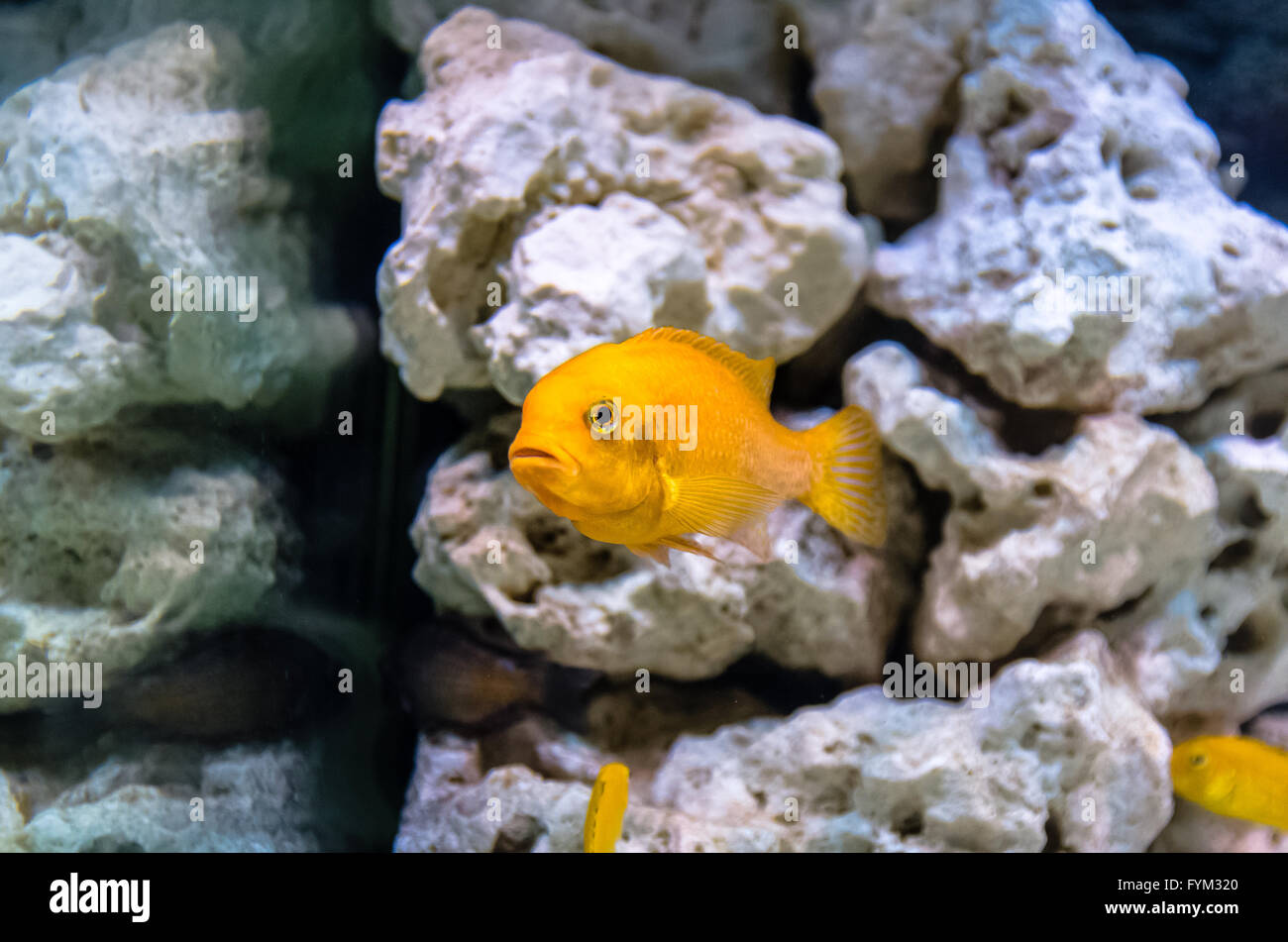 Exotic coral fish in aquarium Stock Photo - Alamy
