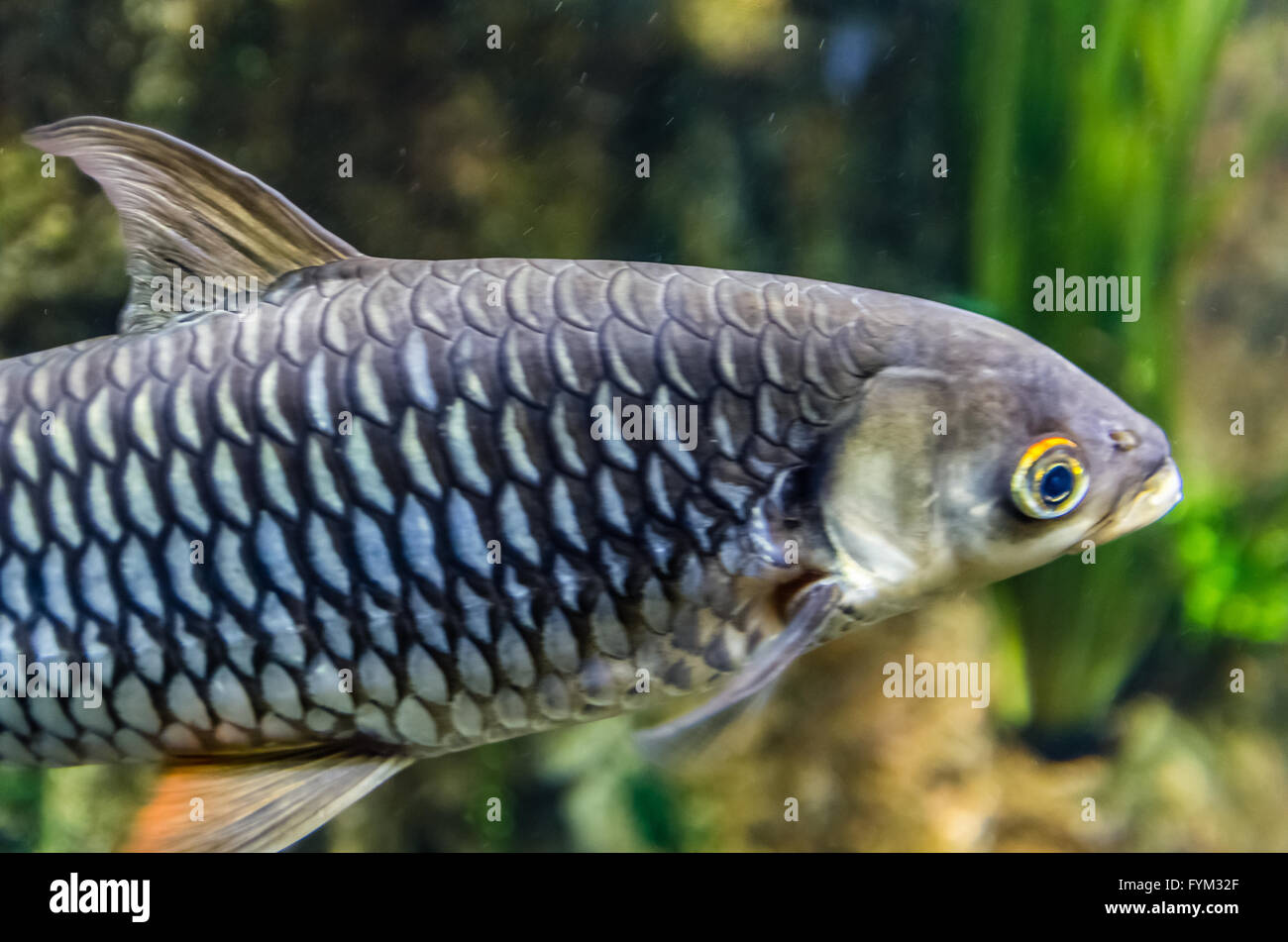 Exotic coral fish in aquarium Stock Photo - Alamy