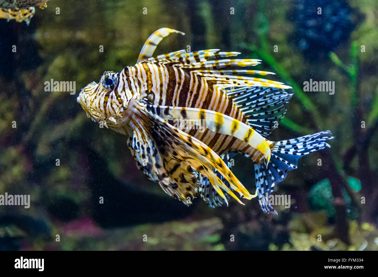 Exotic fish hi-res stock photography and images - Alamy