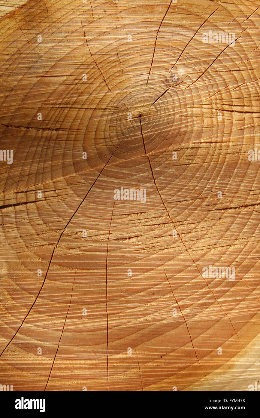 Brown wooden log showing growth rings hi-res stock photography and ...