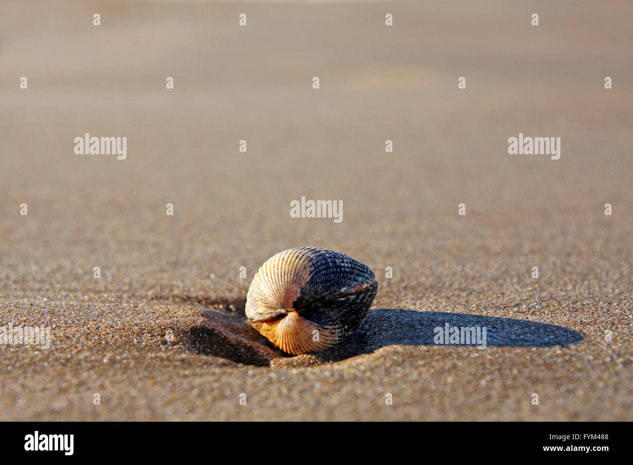 One shell on beach hi-res stock photography and images - Alamy