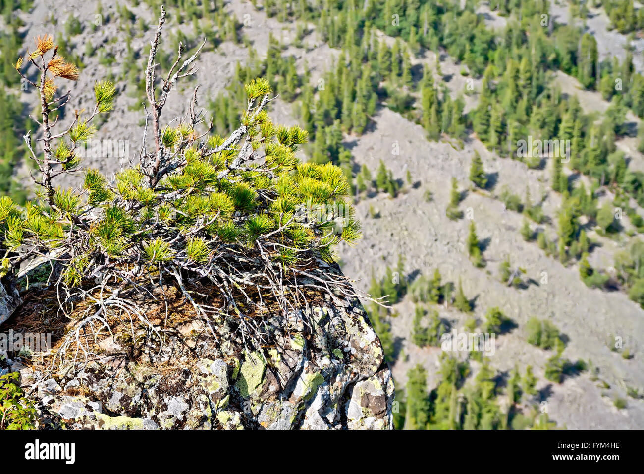 Cedar, who grew up on the edge of a high cliff on the background of the ...
