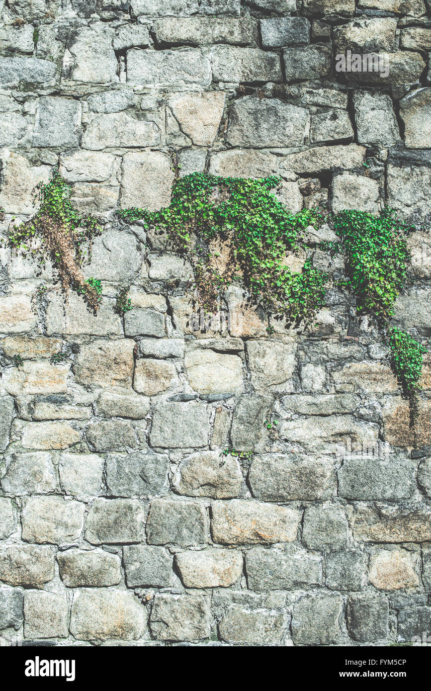 Hanging green plants hi-res stock photography and images - Alamy
