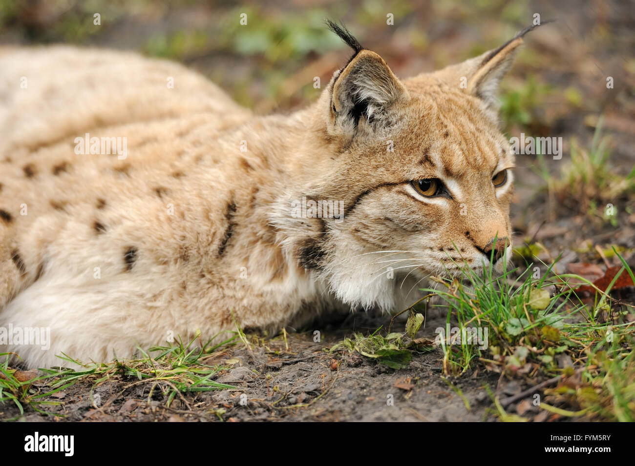 Young lynx hi-res stock photography and images - Alamy