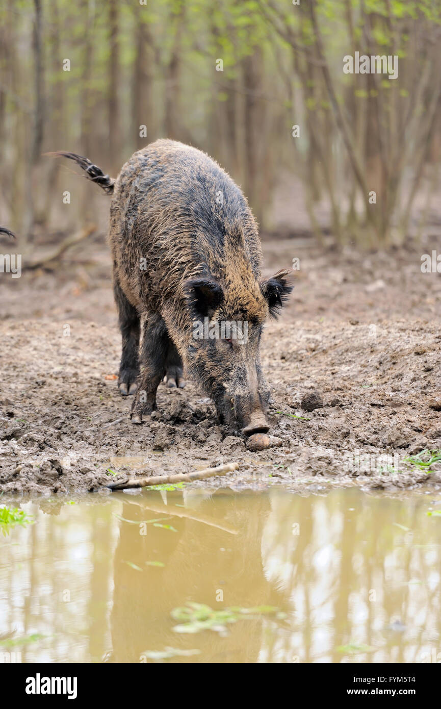 Wild boar autumn hi-res stock photography and images - Alamy
