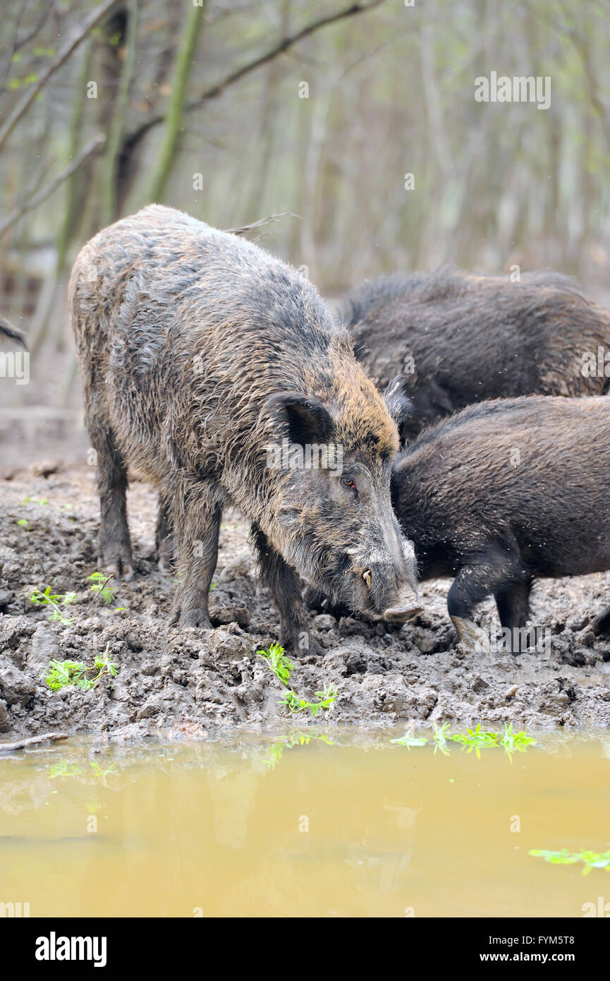 Pig predator hi-res stock photography and images - Alamy