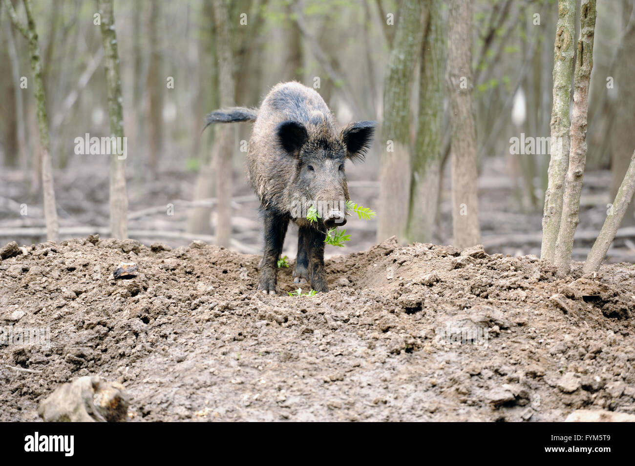 Wild boar autumn hi-res stock photography and images - Alamy