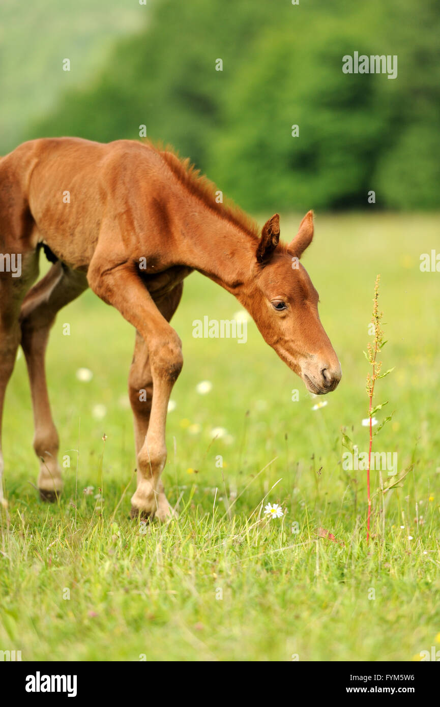 Baby horse in grass Stock Photo - Alamy