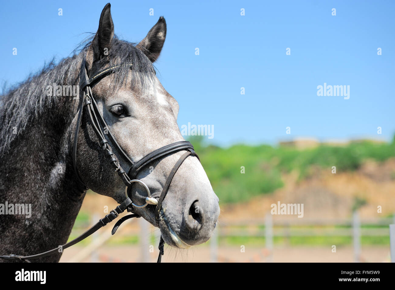 Horse colt face hi-res stock photography and images - Alamy