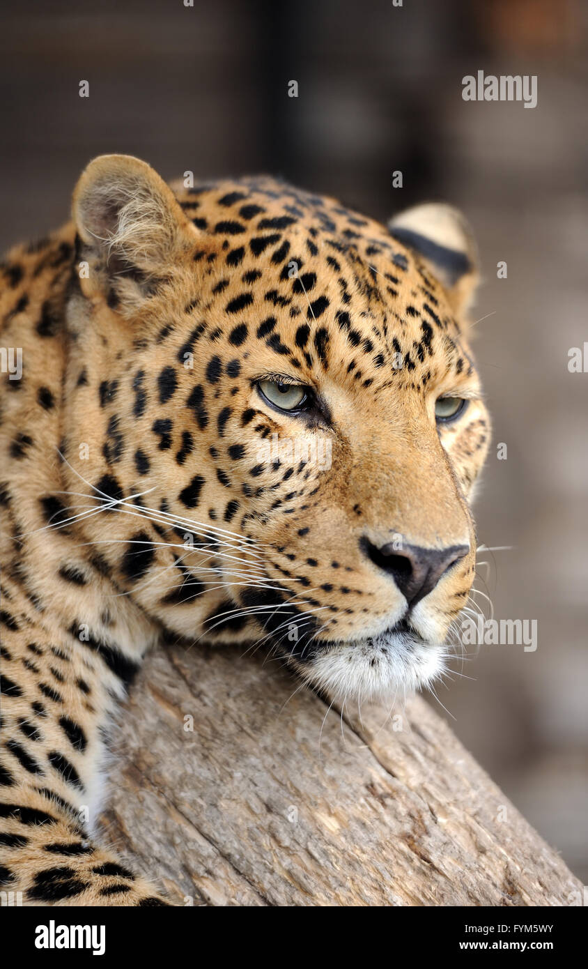 Leopard aggressive hi-res stock photography and images - Alamy