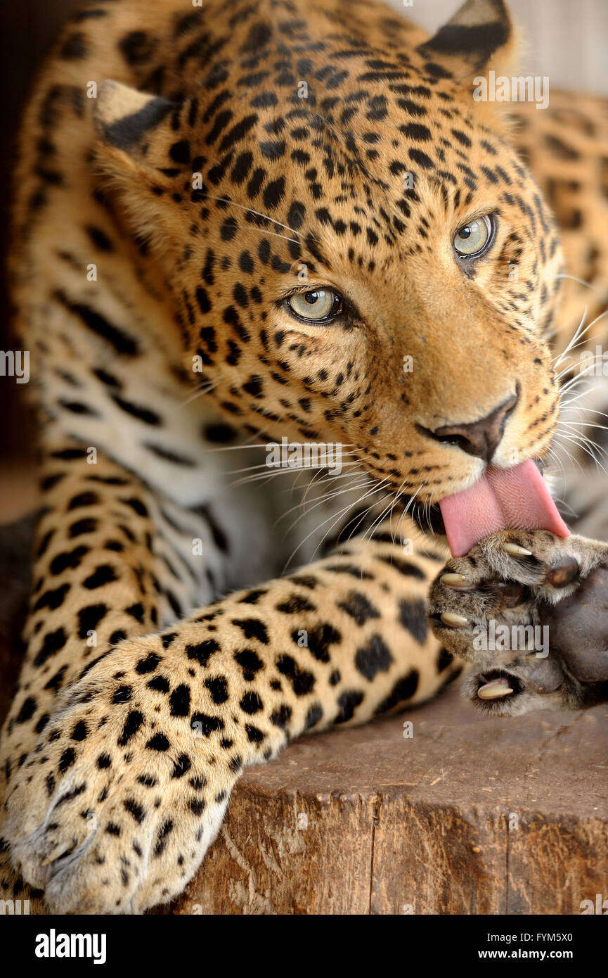 Leopard aggressive hi-res stock photography and images - Alamy