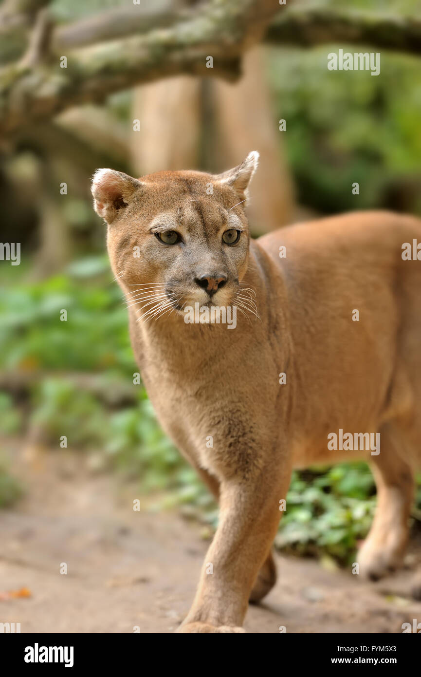 Cougars animal hi-res stock photography and images - Alamy