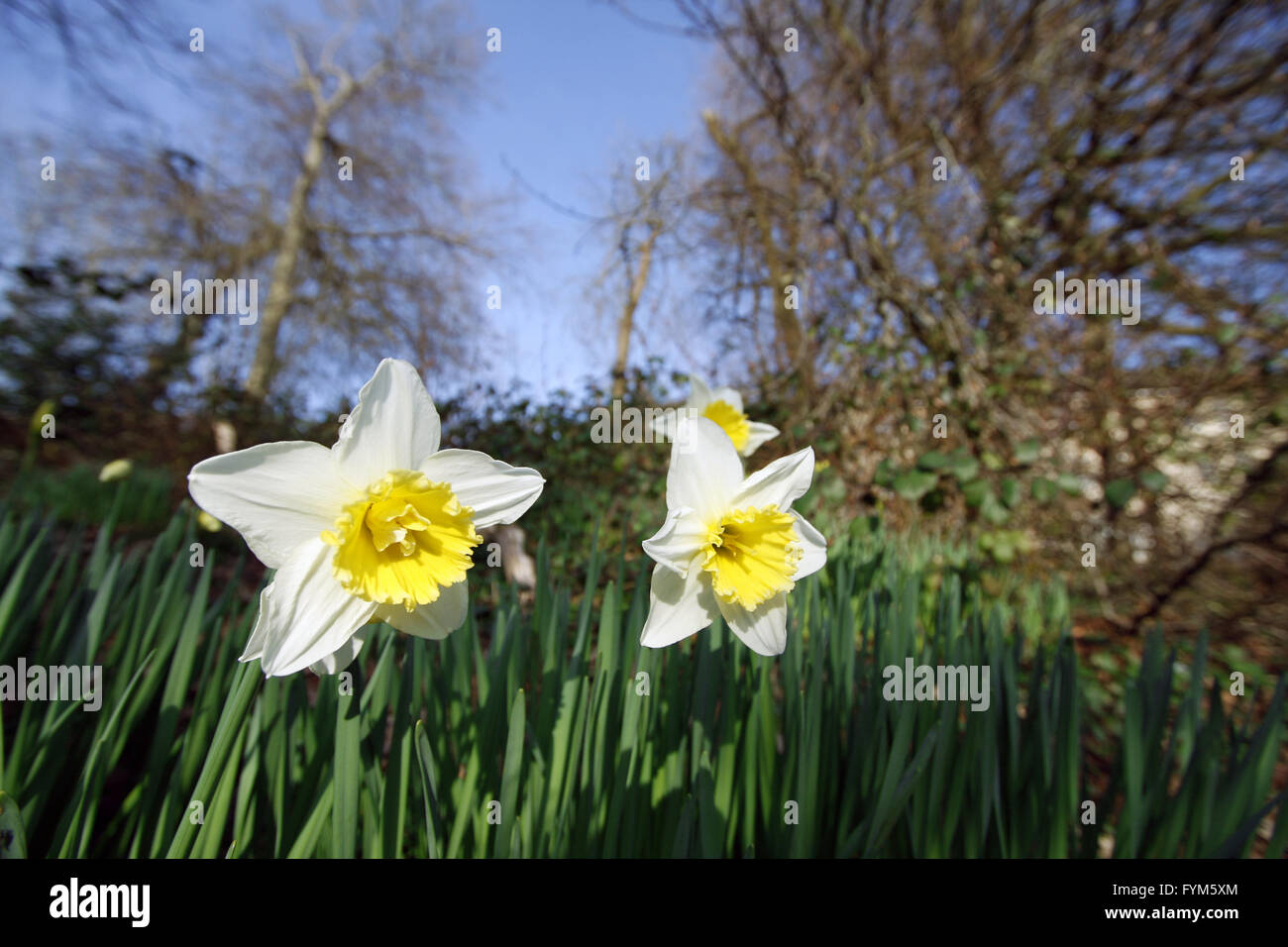 Springtime daffodils in a field Stock Photo - Alamy