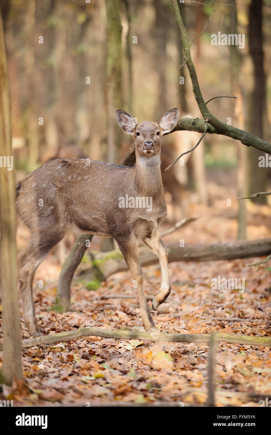 Deer Forest High Resolution Stock Photography and Images - Alamy