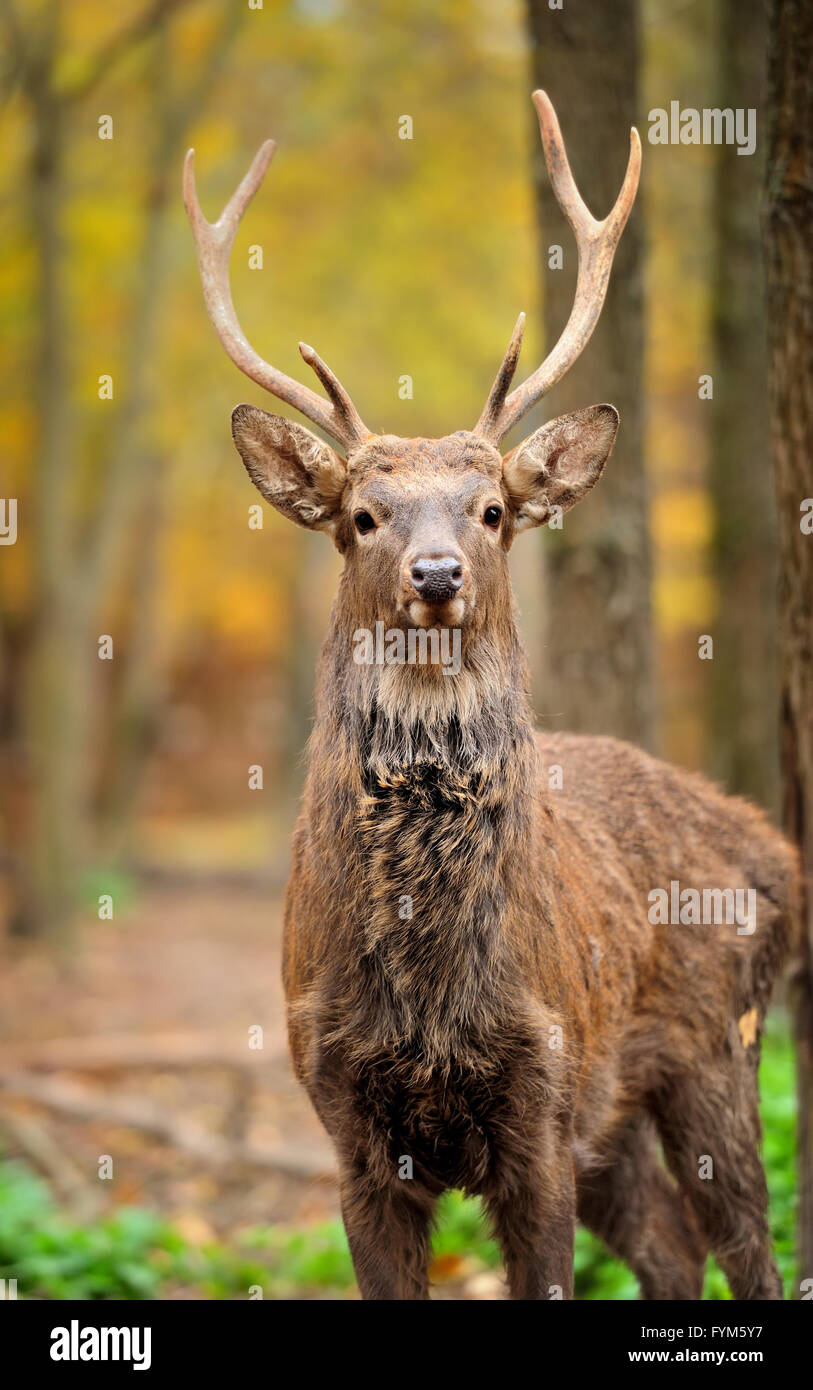 Mule deer buck grazing fall hi-res stock photography and images - Alamy