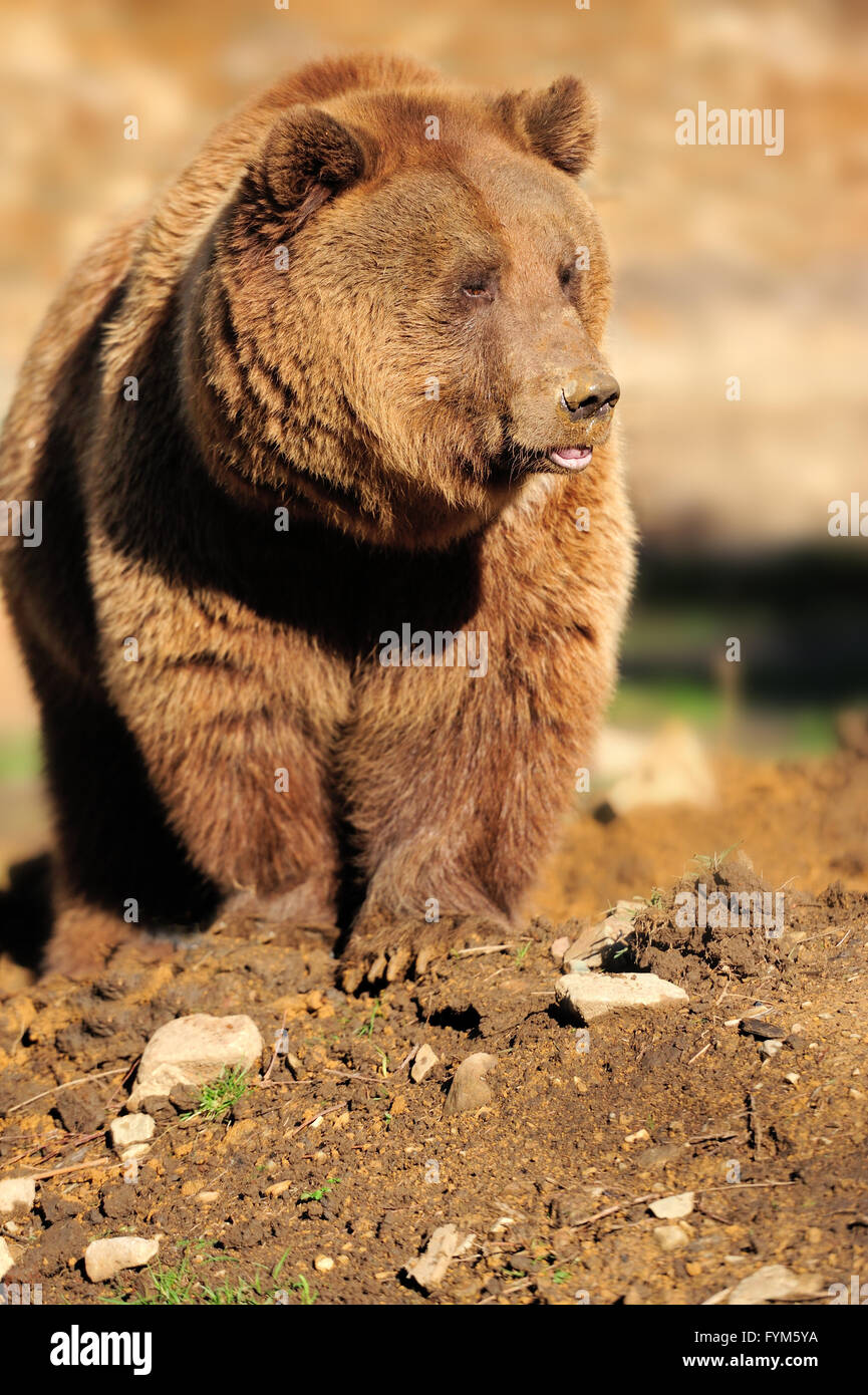 Bear nose close up hi-res stock photography and images - Alamy
