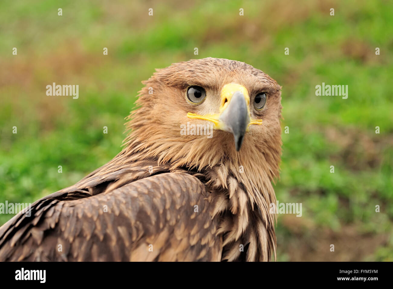 Bald eagle in grass hi-res stock photography and images - Alamy