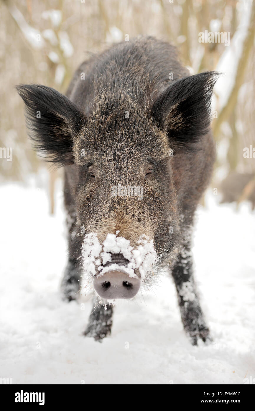 Wild boar in winter forest Stock Photo - Alamy