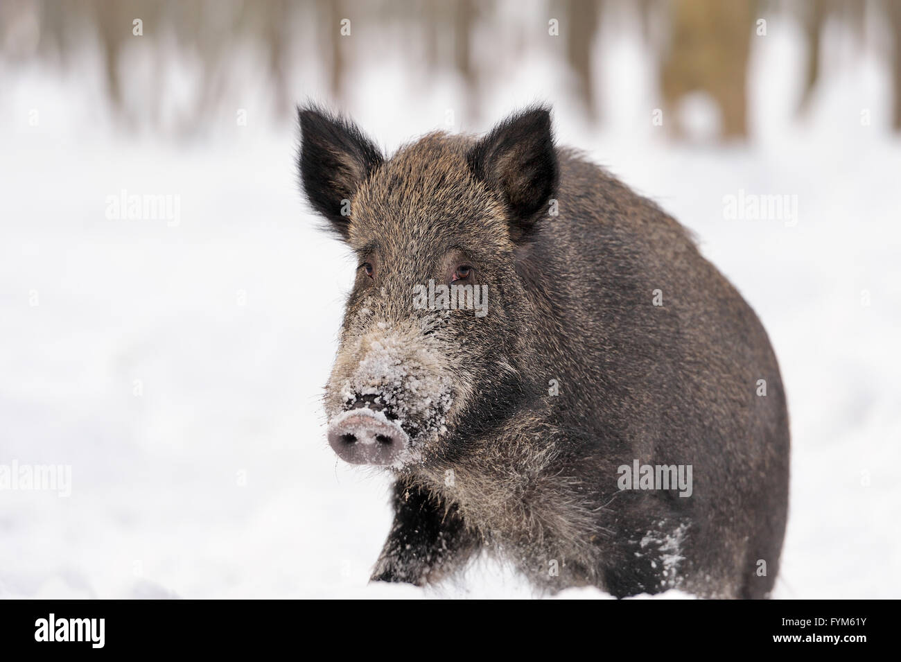Wild boar in winter forest Stock Photo - Alamy